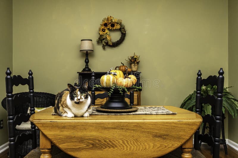 434 Cat Dining Table Stock Photos - Free & Royalty-Free Stock Photos ...