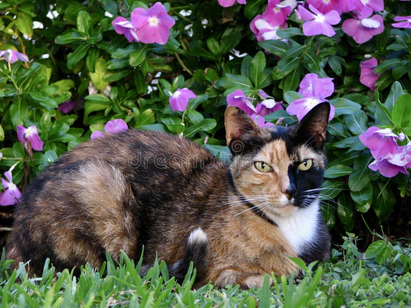Calico cat stock photo. Image of outside, yard, feline - 270407926