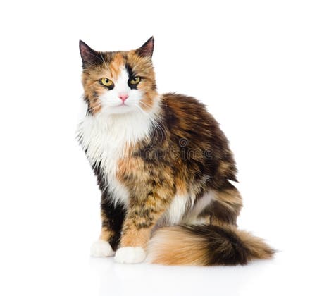 319 Cat Back View Kitten Sitting Isolated White Stock Photos - Free ...