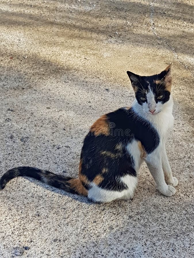 Calico Cat Sitting Peacefully on the Floor, Surrounded by the Dappled Patterns of Soft Sunlight ...