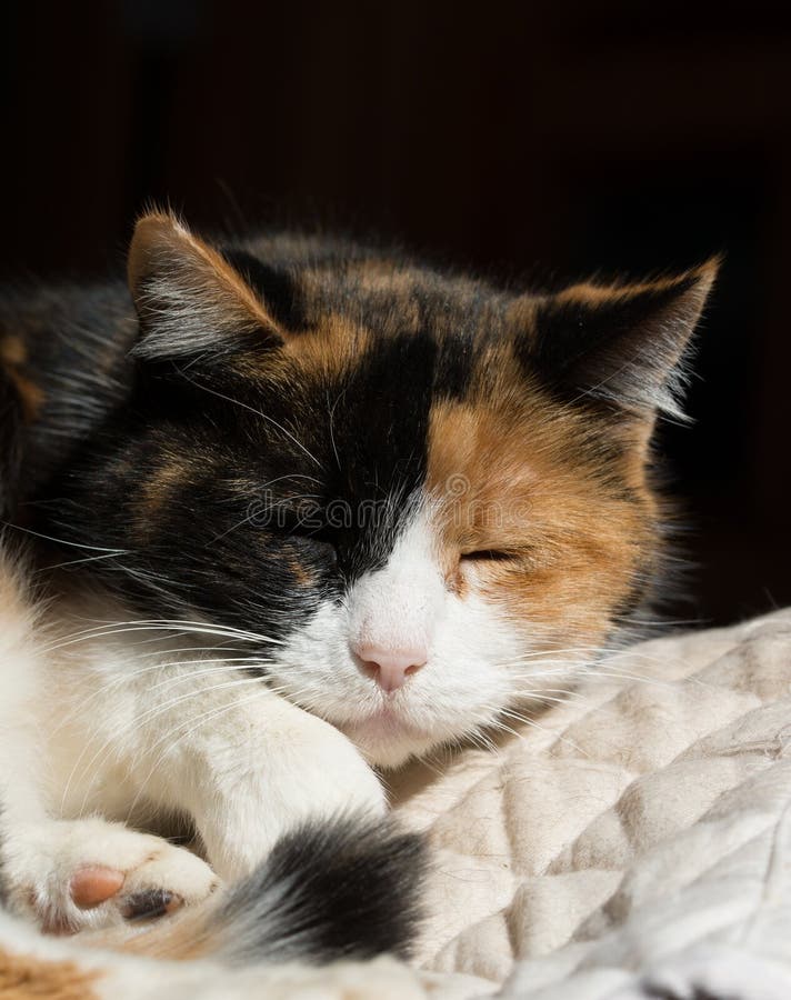 Calico Cat Sleeping on the Sofa at Home. Stock Image - Image of comfort ...