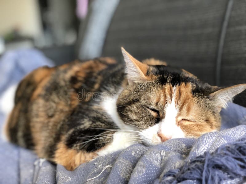 237 Calico Cat Nap Stock Photos - Free & Royalty-Free Stock Photos from ...