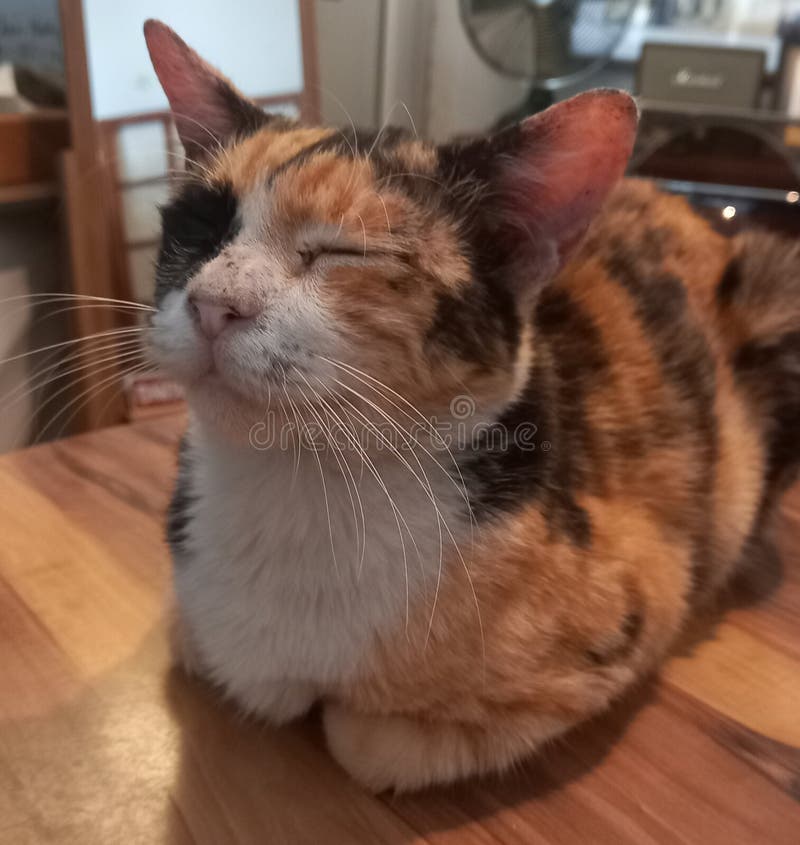 A Calico Cat Sleeps in the Cozy Coffee Shop Stock Photo - Image of cute ...