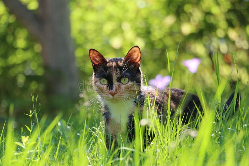 Calico Cat Summer Hunts in the Grass Stock Photo - Image of standing ...
