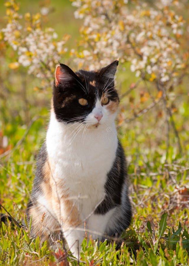 Calico cat in sun stock image. Image of nature, flower - 31062797