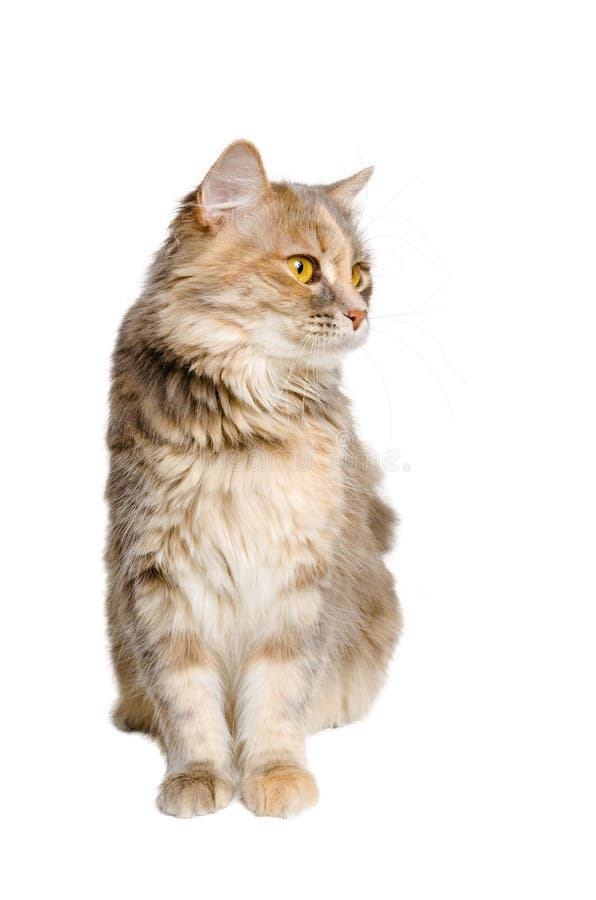 Calico Cat Turning Head Stock Photos - Free & Royalty-Free Stock Photos ...