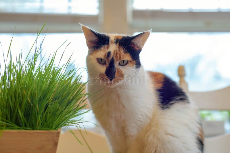 Calico Cat Enjoying Wheat Grass Stock Photo - Image of tabby, kitty ...