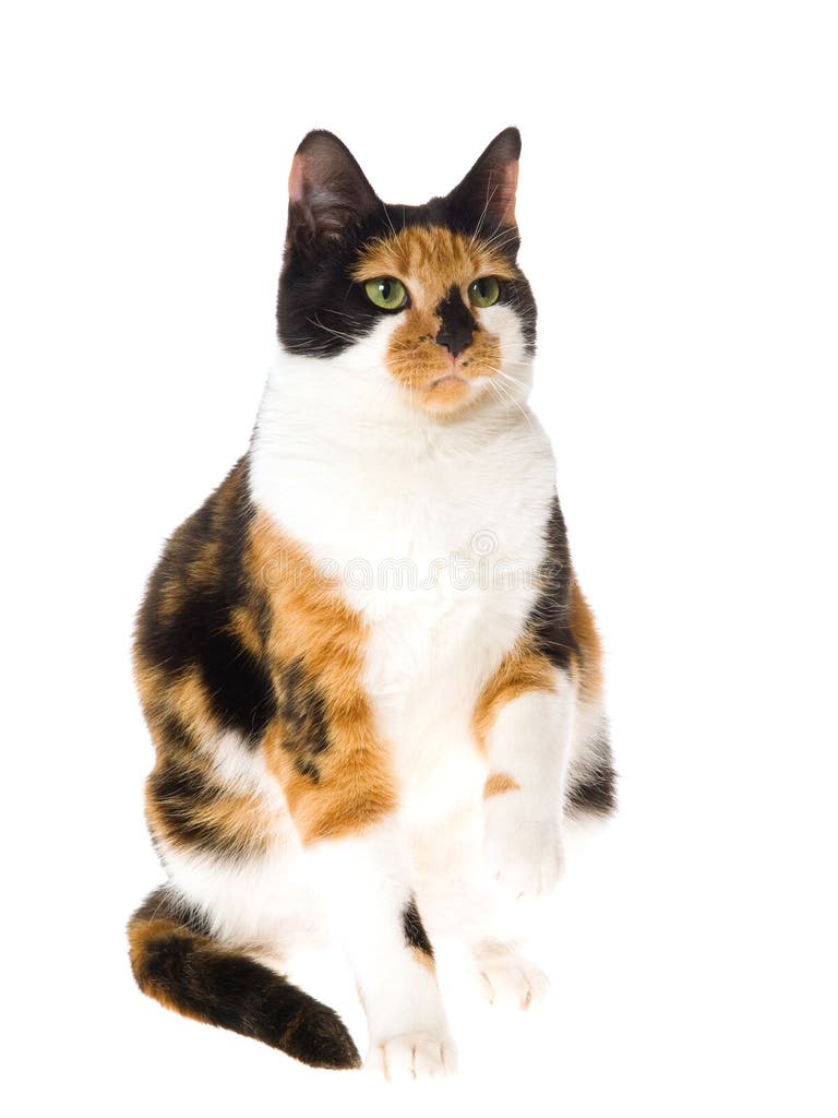 1,064 Calico Cats White Background Stock Photos - Free & Royalty-Free ...