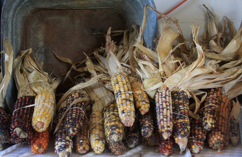 Calico corn stock photo. Image of american, maize, native - 61133918