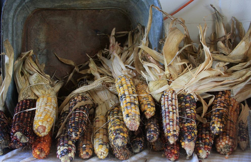 Calico corn stock photo. Image of american, maize, native - 61133918