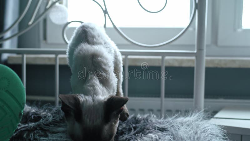 Calico Devon Rex Cat on the Bed Stock Video - Video of feline, portrait ...