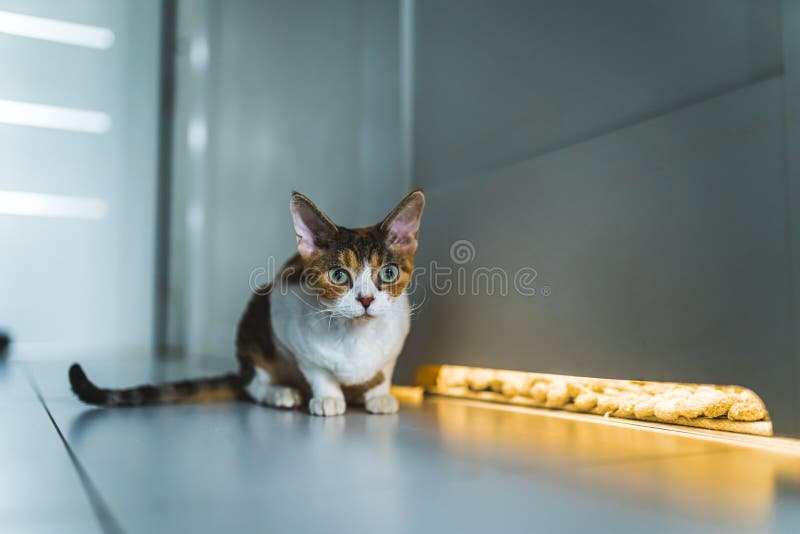 Calico Devon Rex Cat Sitting on the Floor Stock Image - Image of white ...