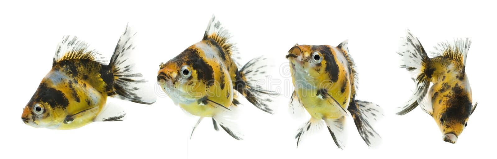 Calico Cat stock photo. Image of kitten, white, kitties - 101929262