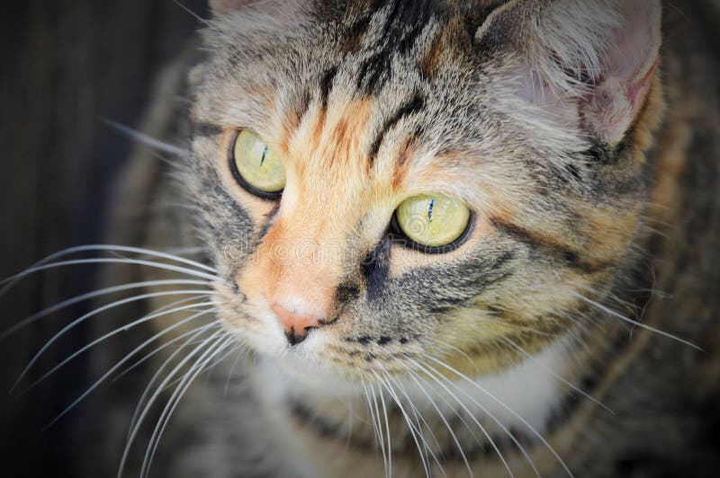 Calico cat with big eyes stock photo. Image of whiskers - 203276460