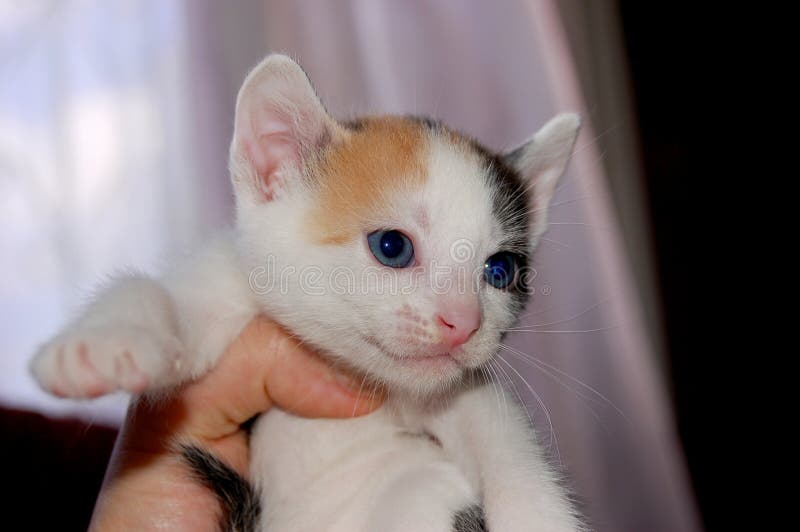 Calico Kitten Hanging on Human Arm Stock Image - Image of sitting ...