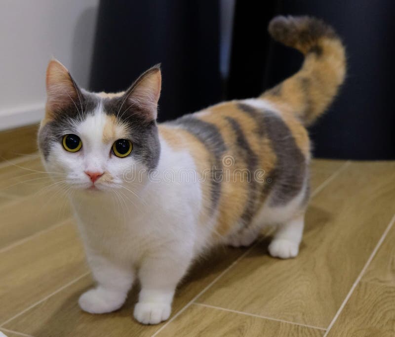 Calico munchkin Cat stock photo. Image of animal, calico - 278657502