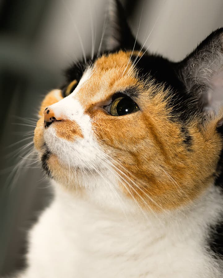 Calico Profile stock image. Image of hair, ears, funny - 15458949