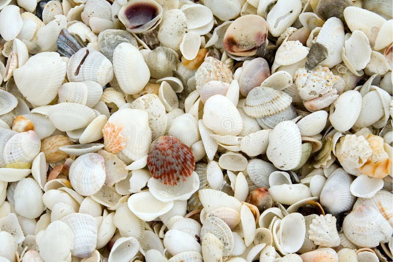 Calico Scallop Seashell stock photo. Image of gray, abundance - 3634398