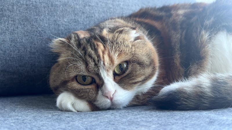 Calico Scottish Fold Cat Lying Down, Looking Thoughtful on a Grey Sofa ...