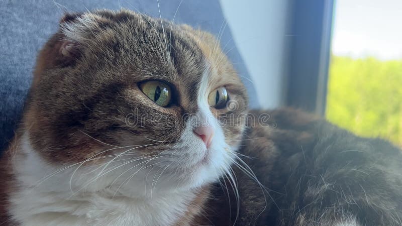 Calico Scottish Fold Cat Lying Down, Looking Thoughtful on a Grey Sofa ...