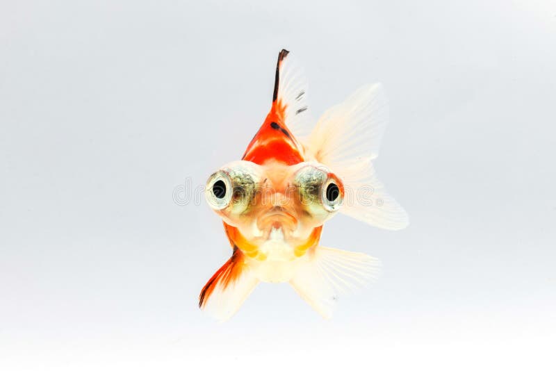Calico Moor Goldfish