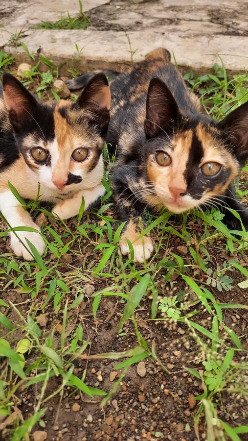 Calico and Tortoiseshell Cat Stock Image - Image of small, home: 247586747