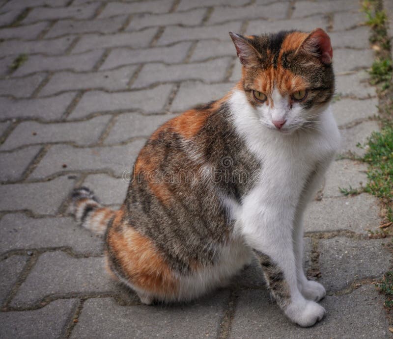 Calico, a Tri-color Coat Cat of Any Breed Stock Photo - Image of breed ...