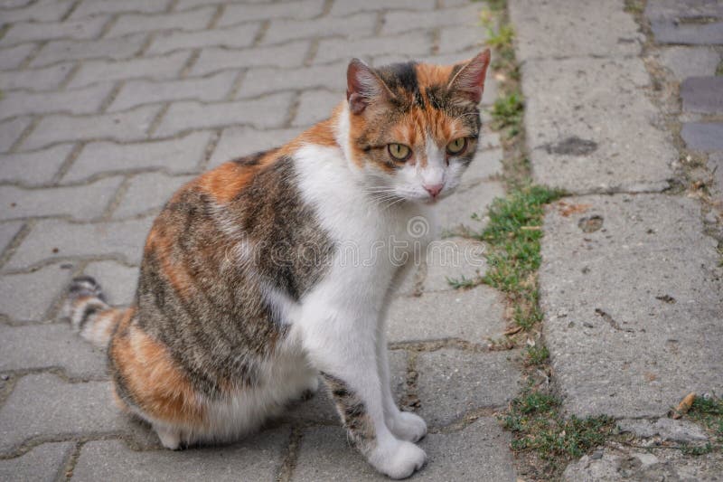 Calico, a Tri-color Coat Cat of Any Breed Stock Photo - Image of ...