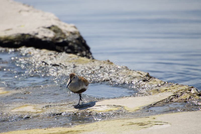 A Dunlin is Walking on the Beach. Also Known As a Red-backed Sandpiper ...