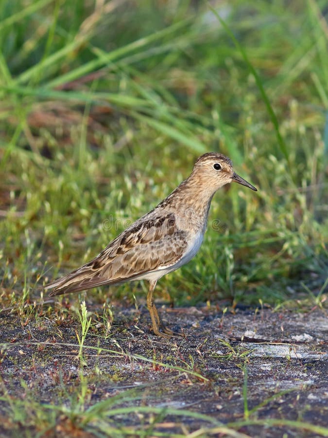 Calidris Temminckii. Temminck S Stint with an Open Beak Stock Photo ... Calidris Temminckii. Temminck S Stint with an Open Beak Stock Photo ...