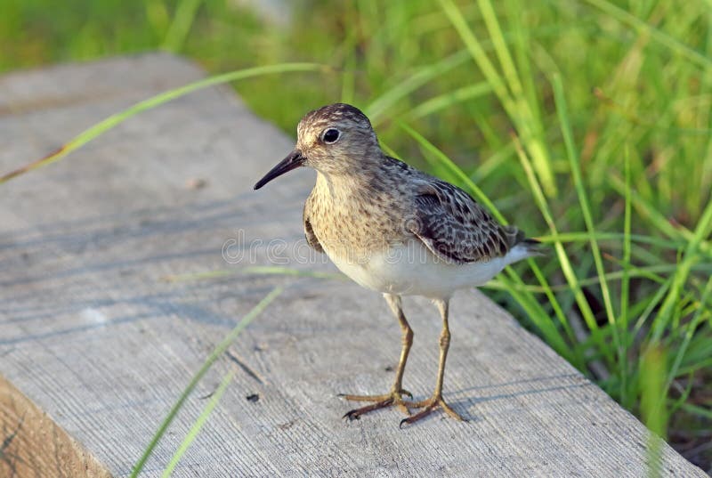 Calidris Temminckii. Temminck S Stint Costs on an Old Board Stock Photo ... Calidris Temminckii. Temminck S Stint Costs on an Old Board Stock Photo ...