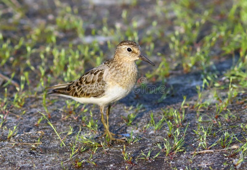 Calidris Temminckii. Temminck S Stint in the Evening in the Tund Stock ... Calidris Temminckii. Temminck S Stint in the Evening in the Tund Stock ...