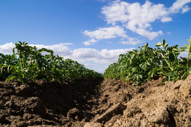 The California Agriculture. Stock Image - Image of heartland, color ...