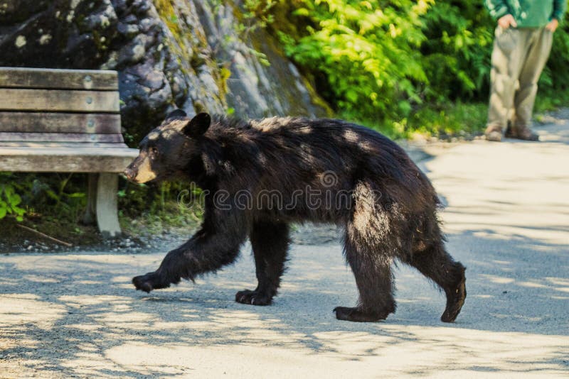 California Black Bear Walking in the Street. Stock Photo - Image of ...