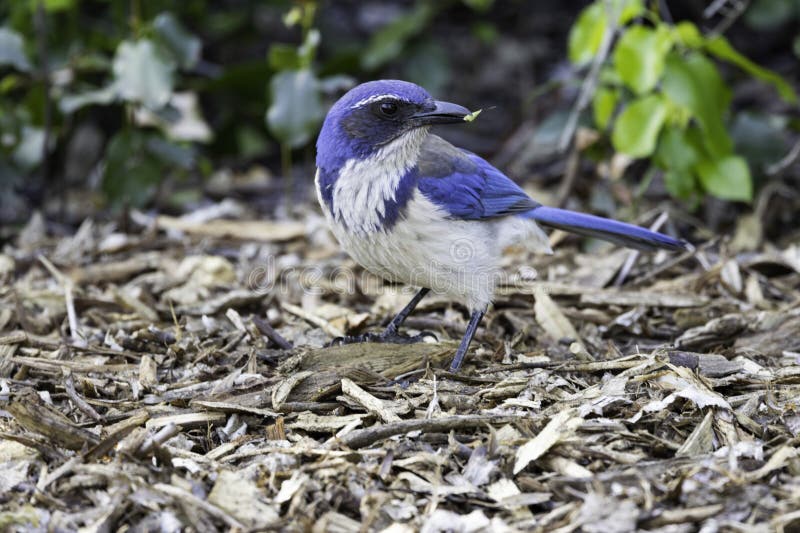 A California Blue Jay on the Forest Floor Stock Photo - Image of avian ...
