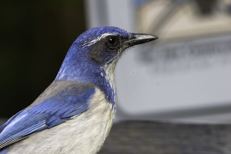 A California Blue Jay Up Close Stock Photo - Image of prey, tail: 275596324