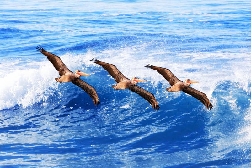 California Brown Pelicans in Flight ~ Pelecanus Stock Image - Image of ...