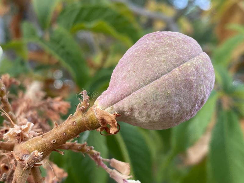 California Buckeye Aesculus Californica, Pale Pink Buds Stock Photo ...