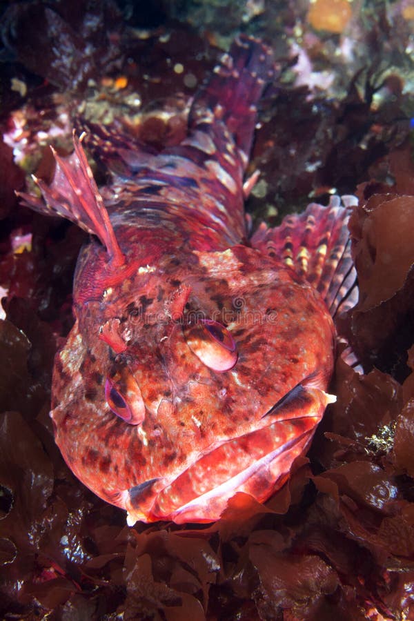 California Cabazon on reef stock image. Image of marine - 71857403