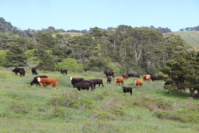 California cattle ranch stock image. Image of farm, california - 49835191