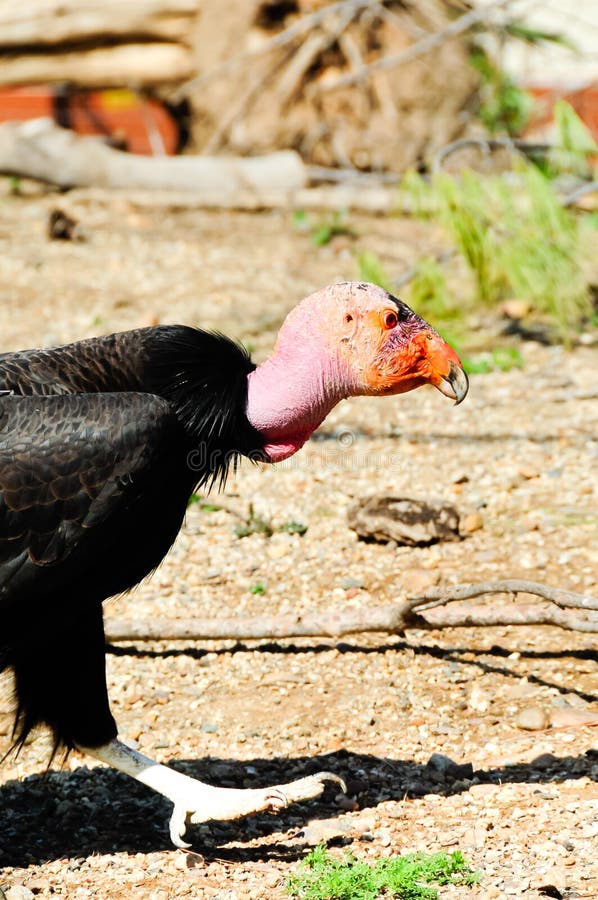 California Condor stock photo. Image of walking, california - 16023402
