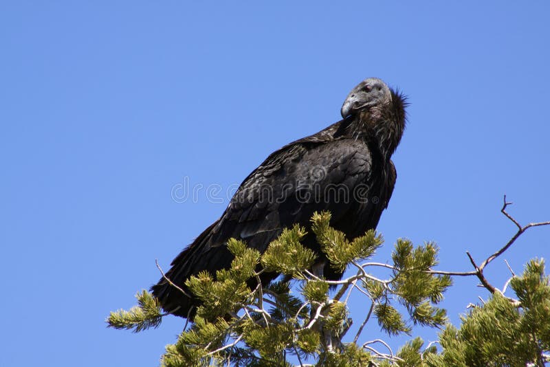 California Condor stock photo. Image of wild, feather - 24359258