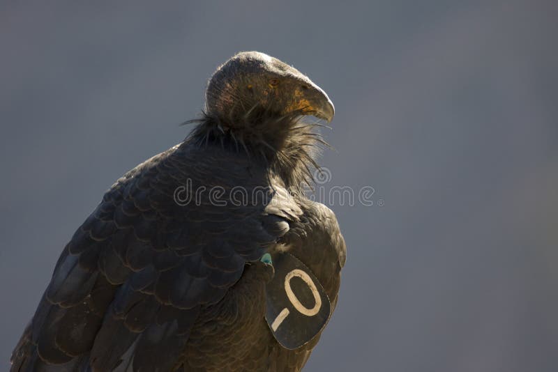 California Condor stock photo. Image of largest, vulture - 6980530