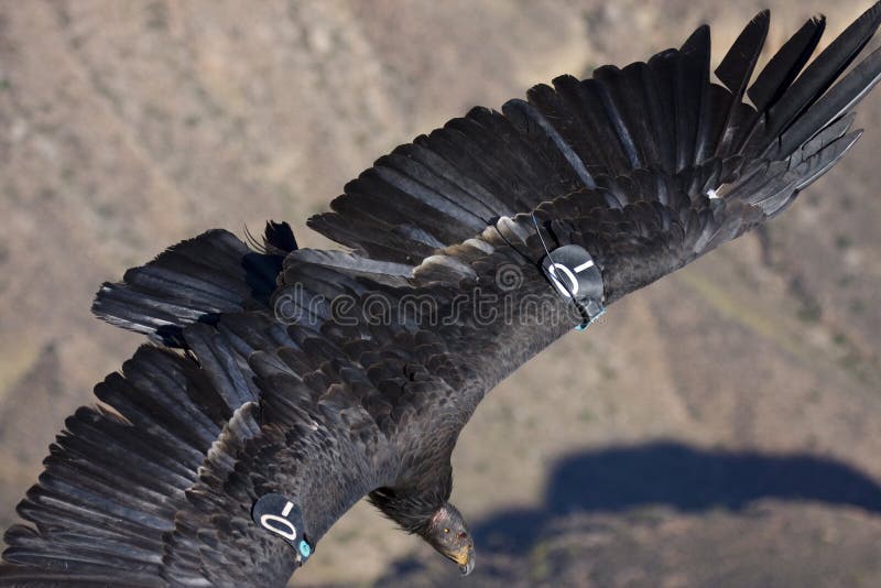 California Condor stock image. Image of carrion, bird - 6980607