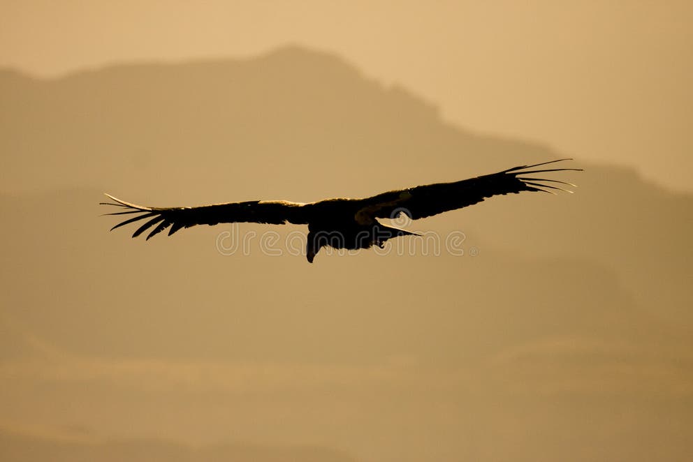California Condor stock photo. Image of california, talons - 6980636