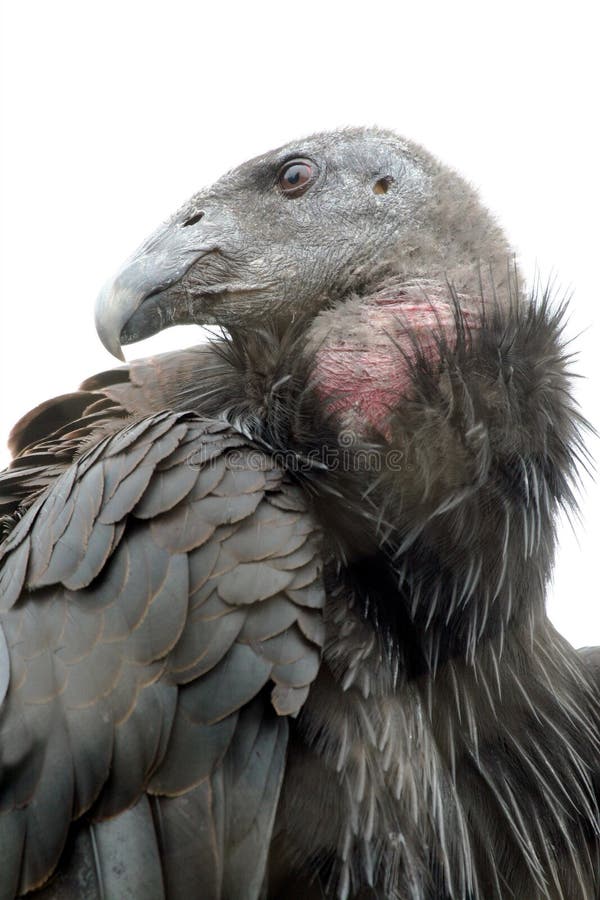 California Condor stock image. Image of condor, hawk, buckskinman - 9340249
