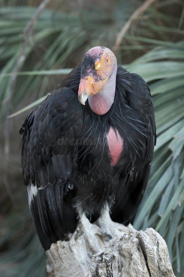 California Condor at Grand Canyon National Park Stock Photo - Image of ...