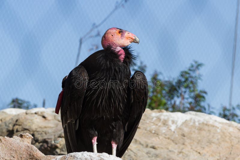 California Condor stock photo. Image of captive, large - 53276428