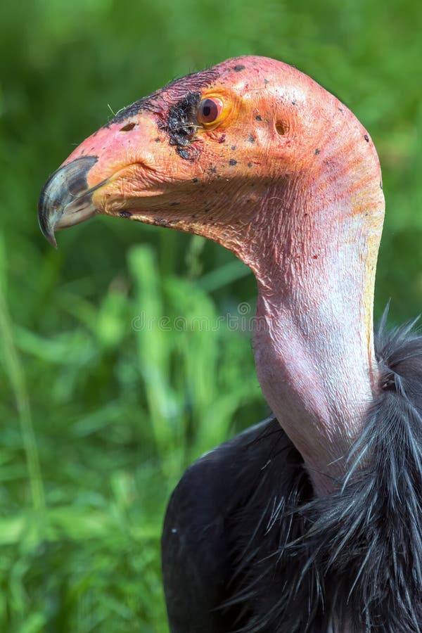 California Condor Closeup Portrait Stock Photo - Image of thunderbird ...
