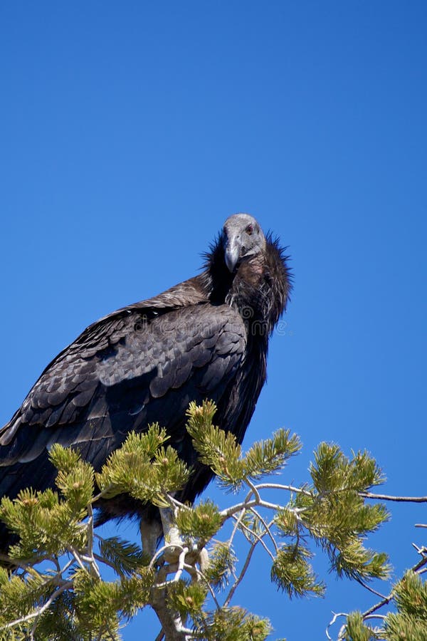 California Condor stock photo. Image of california, nature - 31017078